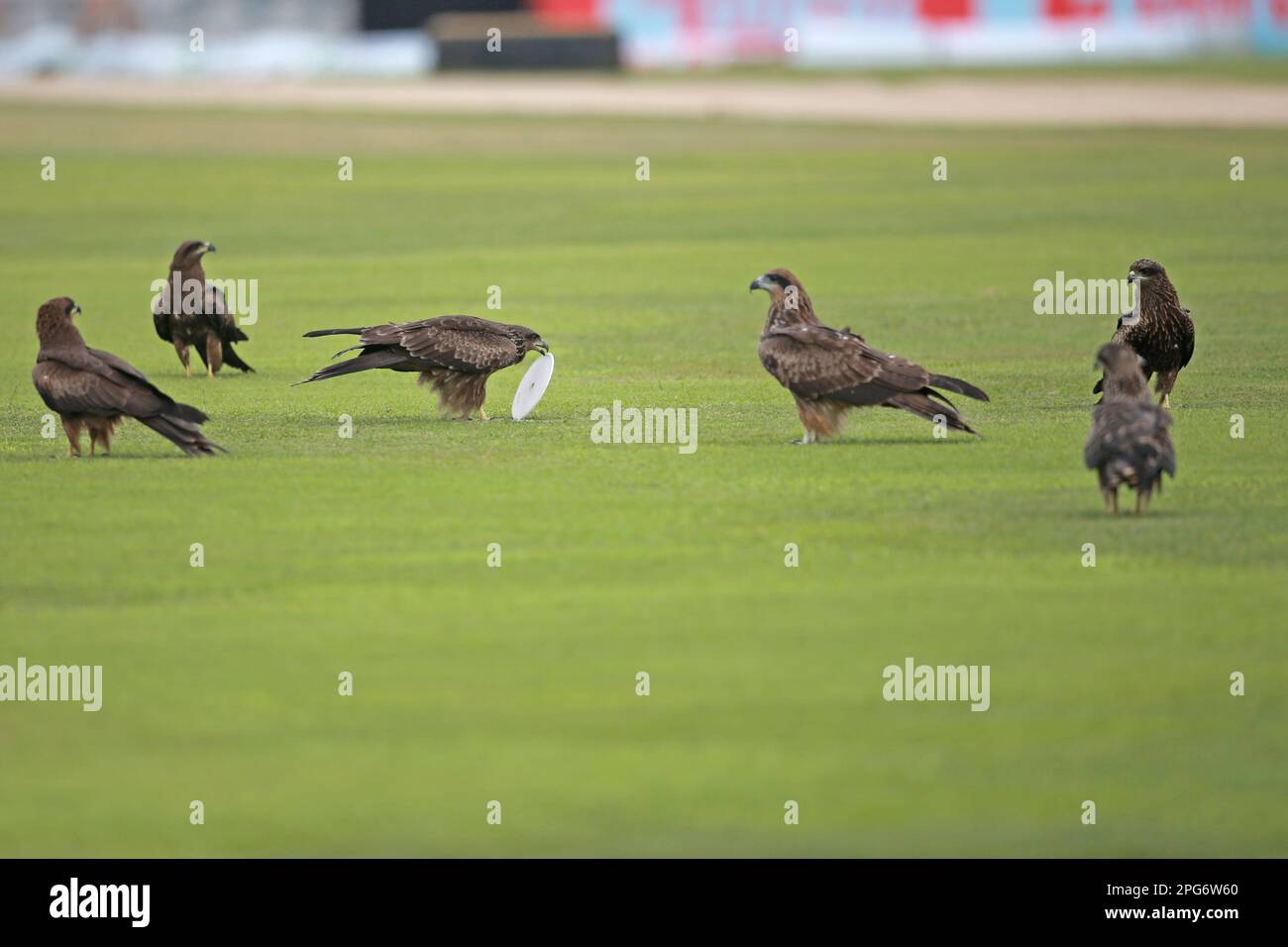 The black kite (Milvus migrans) is a medium-sized bird prey in the ...