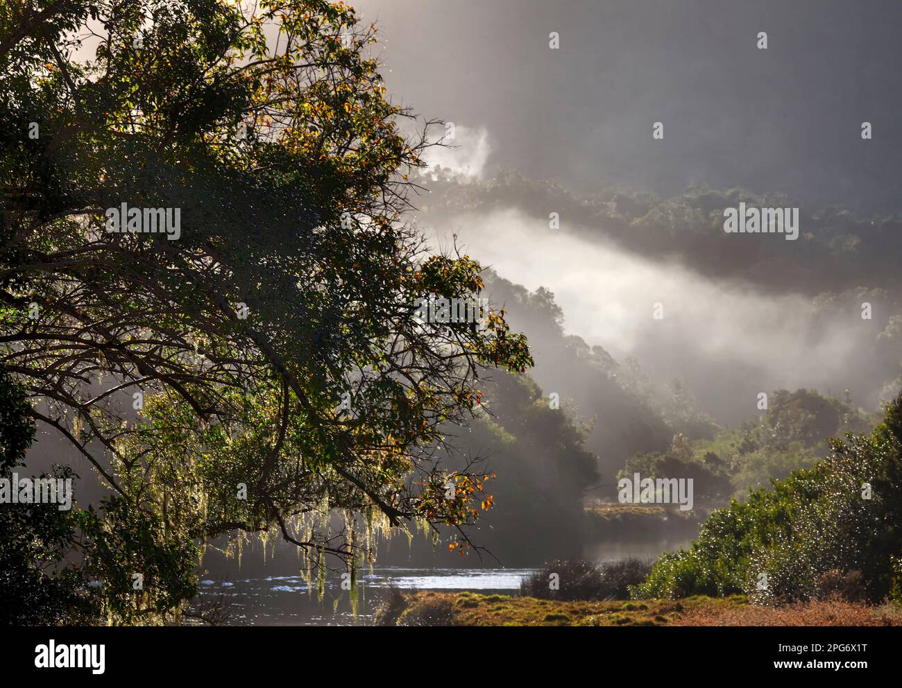 Early morning mist hang over the Grootriver River and the Afromontane ...