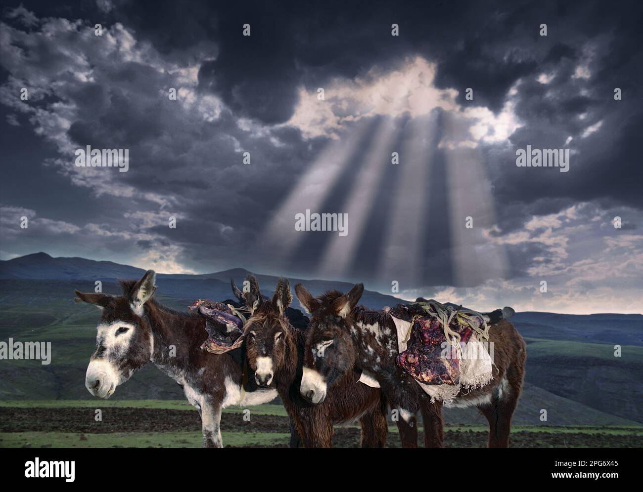 Donkeys, smuggling meat across the border, stand on the Ongeluksnek ...