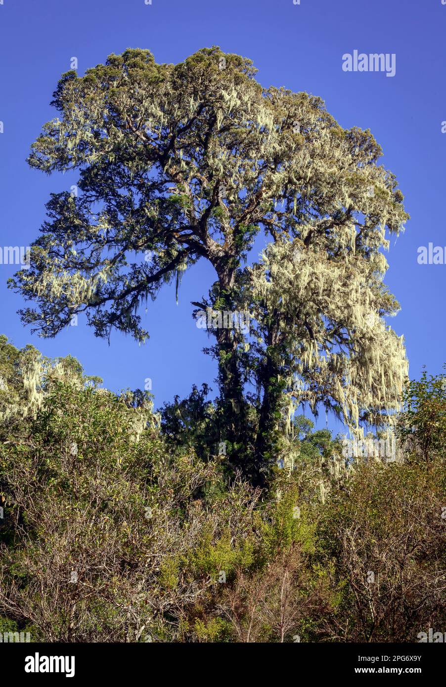 Yellowwood forest hi-res stock photography and images - Alamy