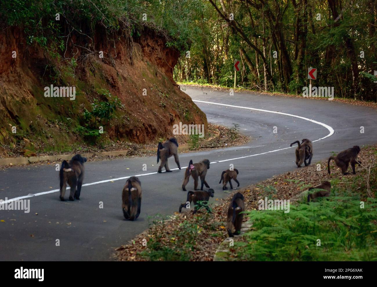 A troop of Baboons walk along the closed Bloukrans Pass along the South ...