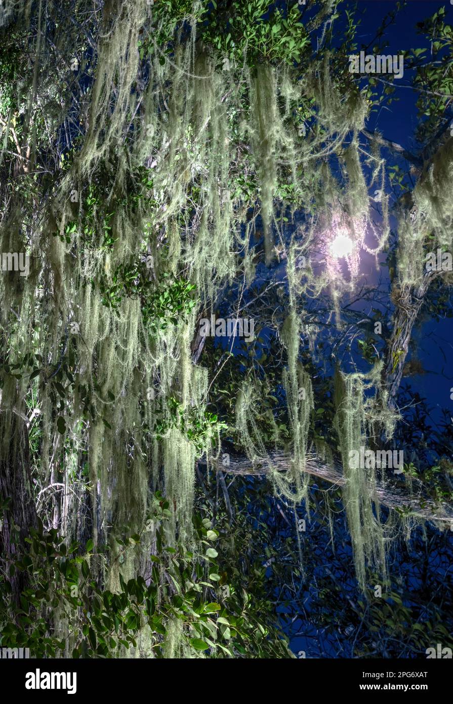 Usnea lichen moss, also called ‘Old Man’s Beard’. hangs from a tree in ...