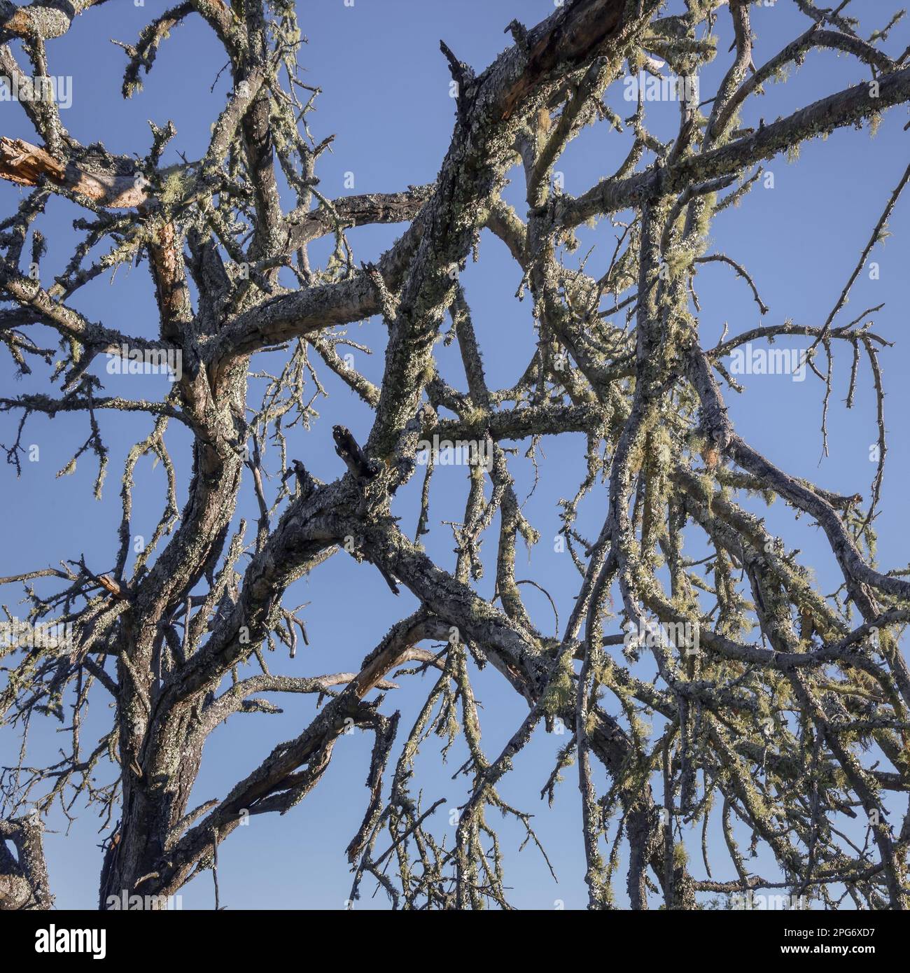 Lichen grow on a dead Karoo Acacia Thorn Tree on the Norwood farm Stock ...