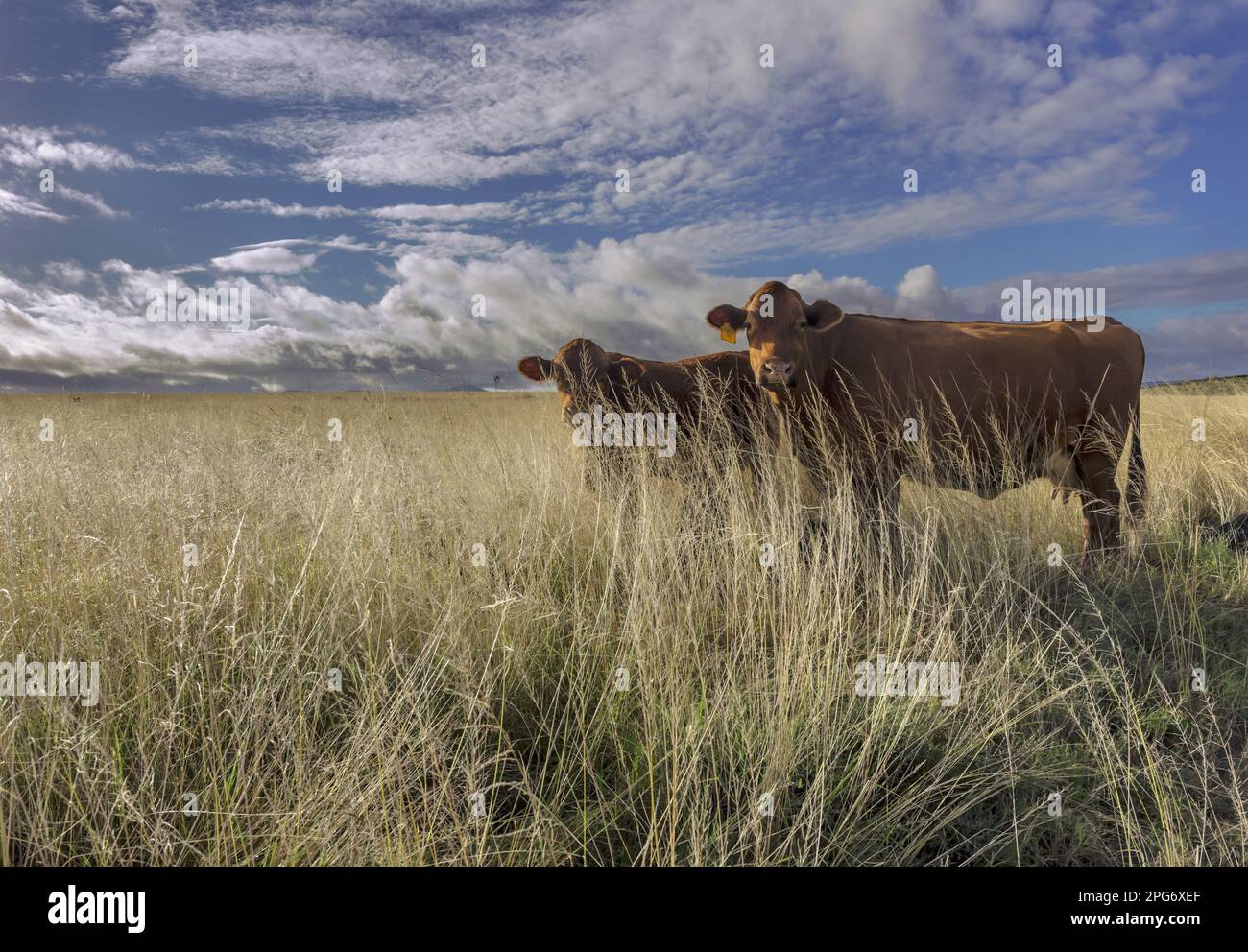 Most of the cattle on Norwood farm are called Tauricus, a composite ...