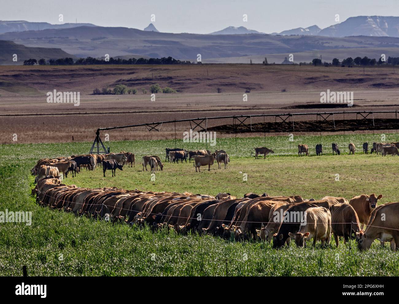 Lucern grazing hi-res stock photography and images - Alamy