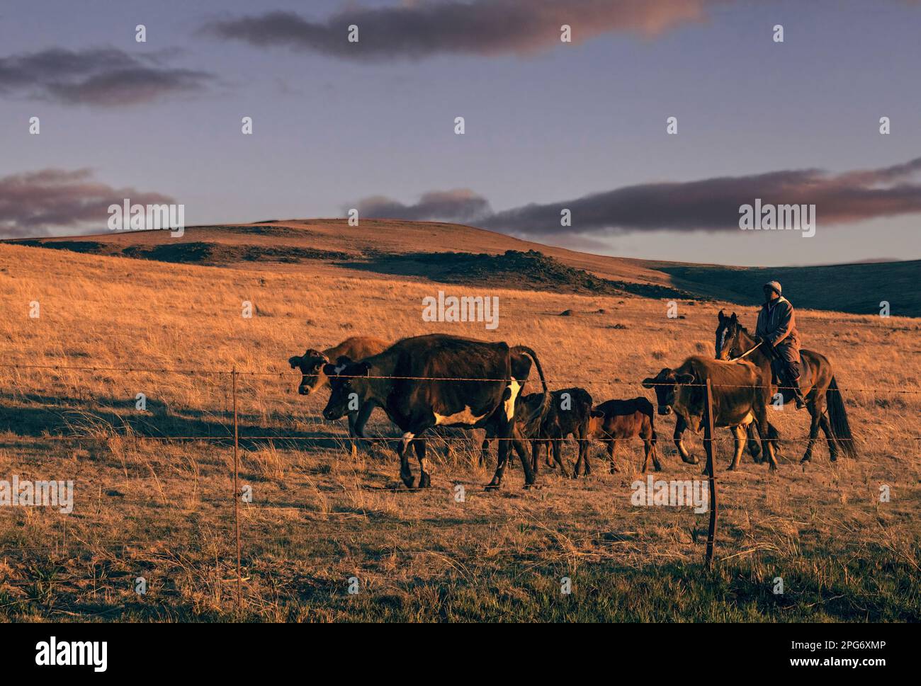 A horseman bring his cattle home for the night on a farm near ...