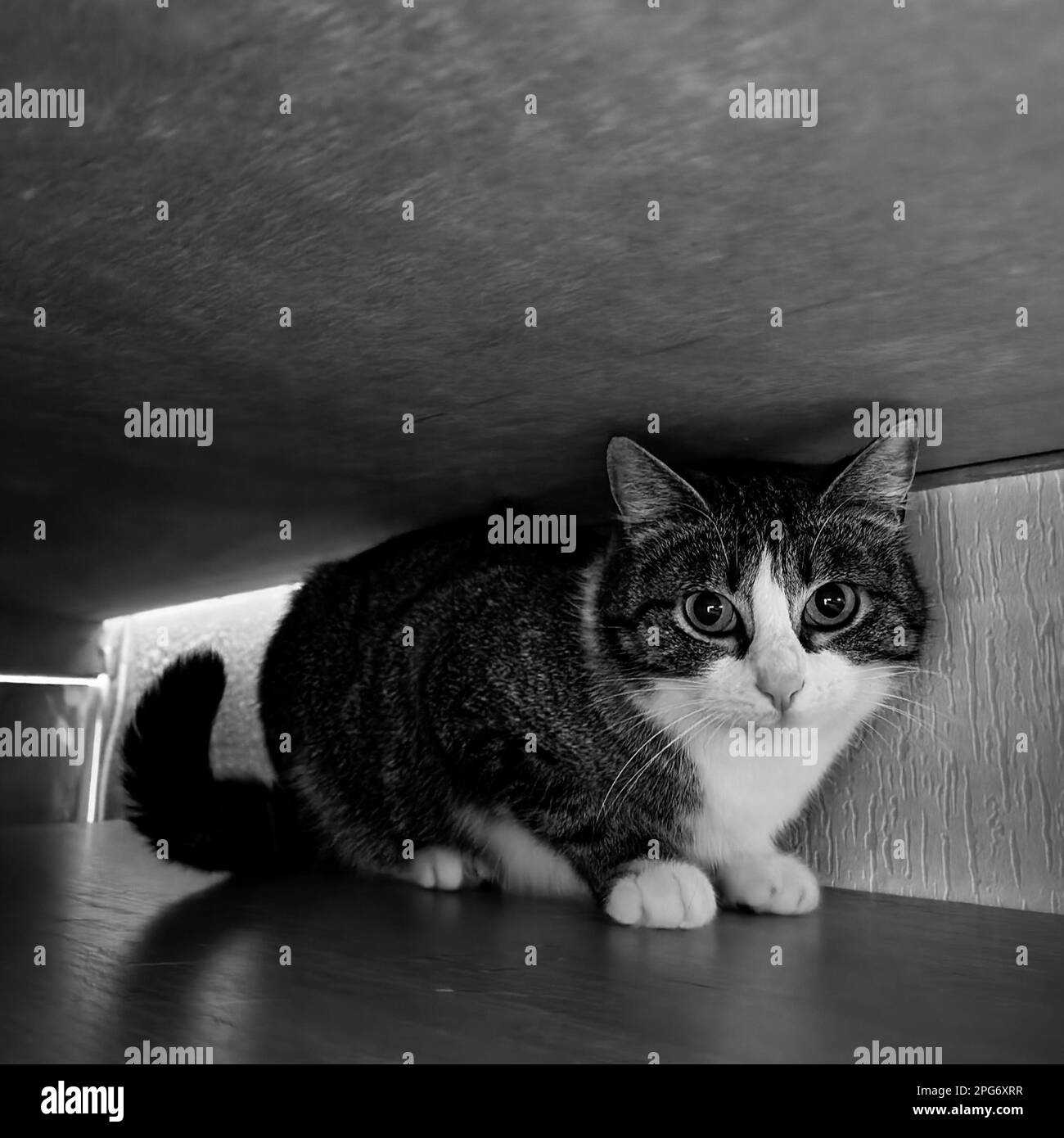 Afraid young cat hiding in a wardrobe, Lyon, France Stock Photo - Alamy