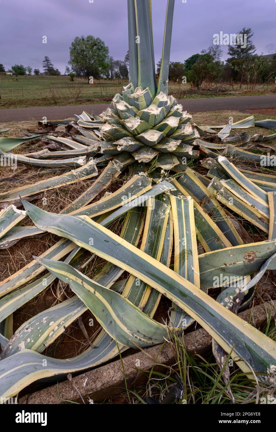 Sisal plant hi-res stock photography and images - Alamy