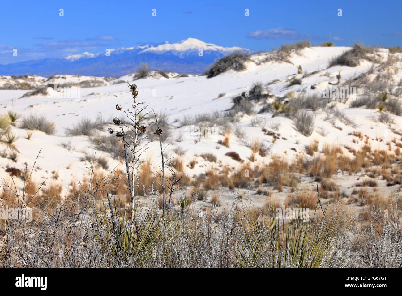 Yucca in the White Sand at White Sands National Park in New Mexico, USA ...