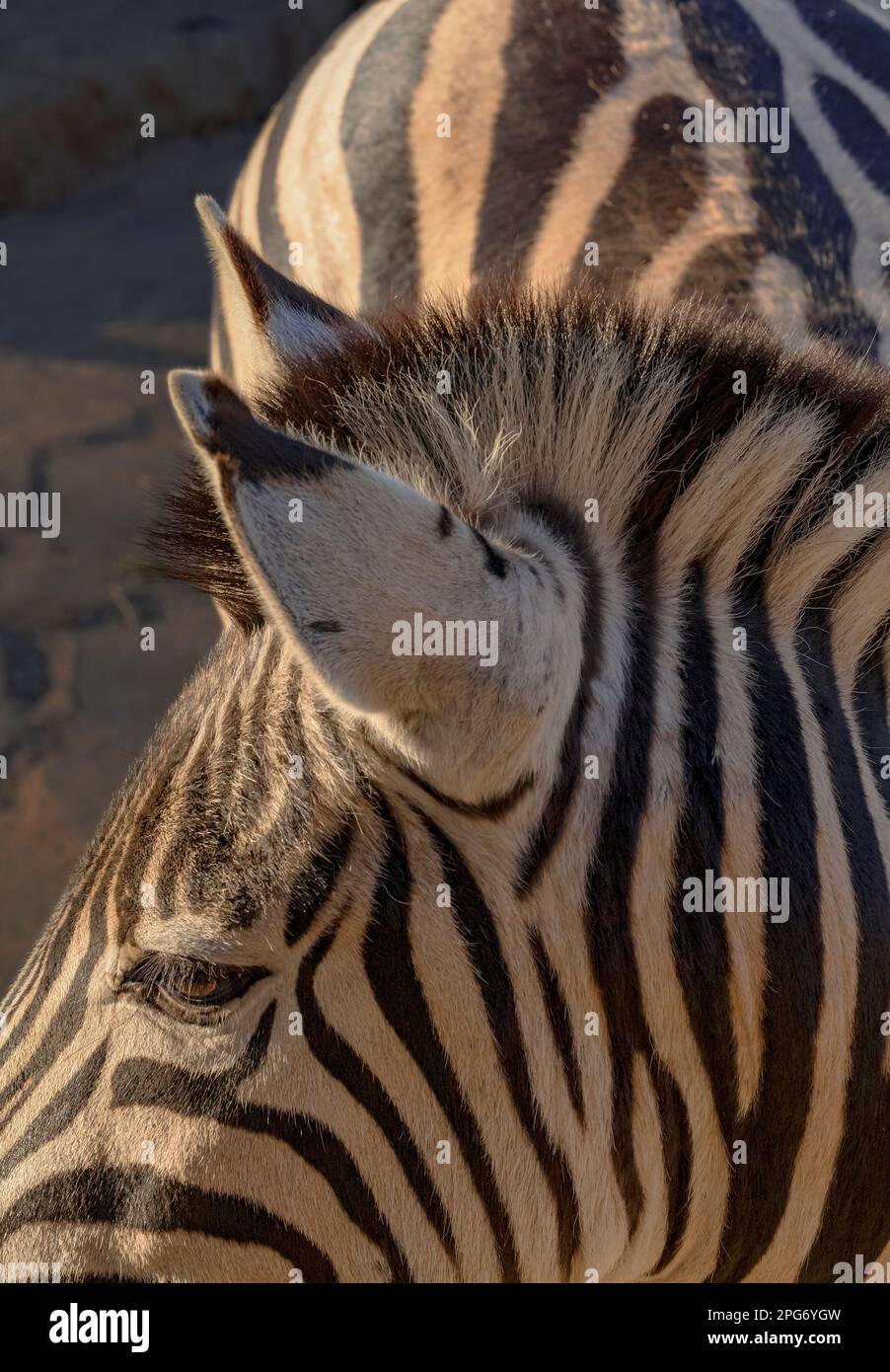 Balele mountains hi-res stock photography and images - Alamy