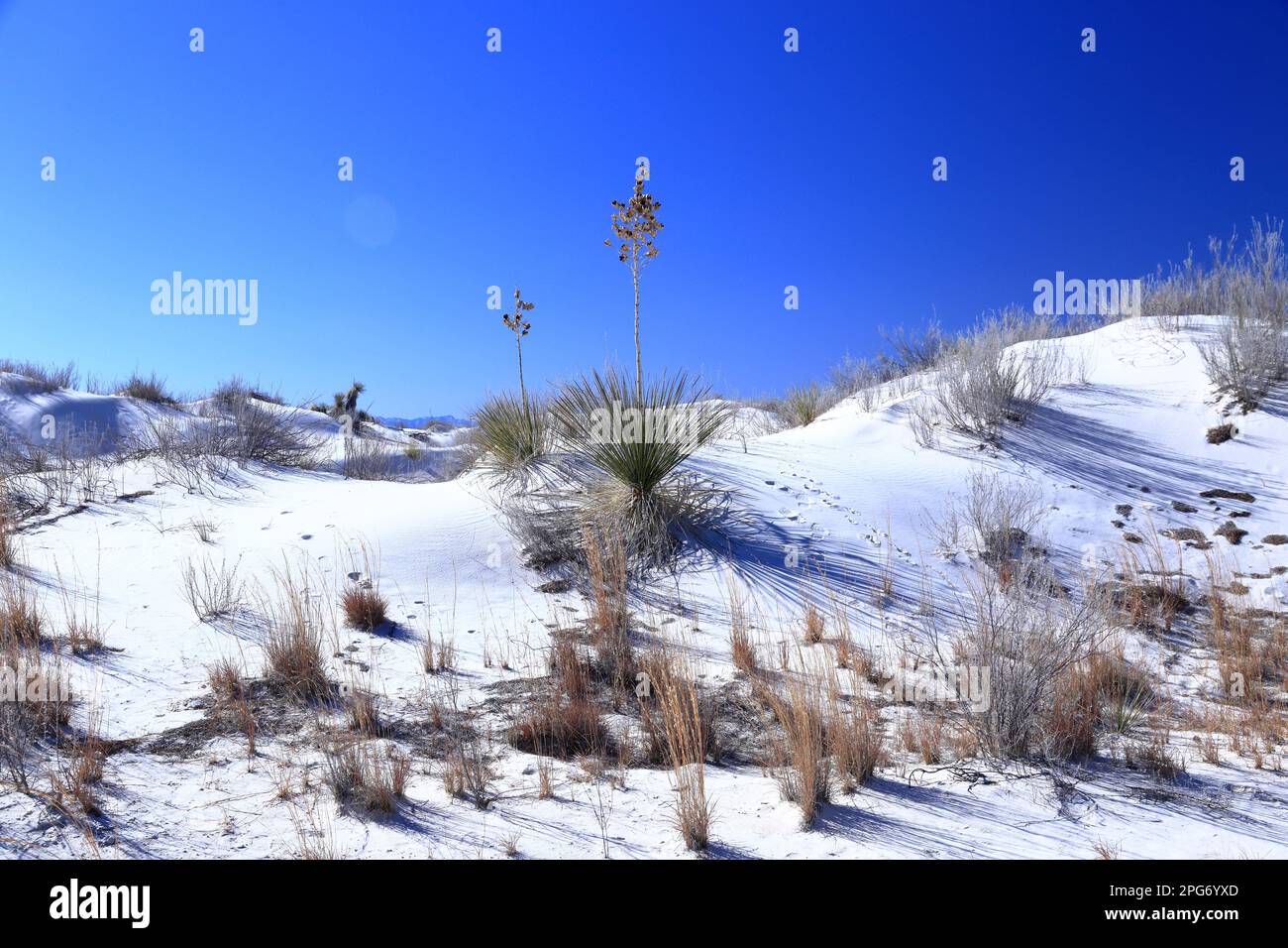 Yucca in the White Sand at White Sands National Park in New Mexico, USA ...