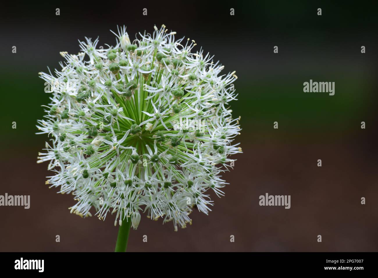 Allium mount everest flowers hi-res stock photography and images - Alamy