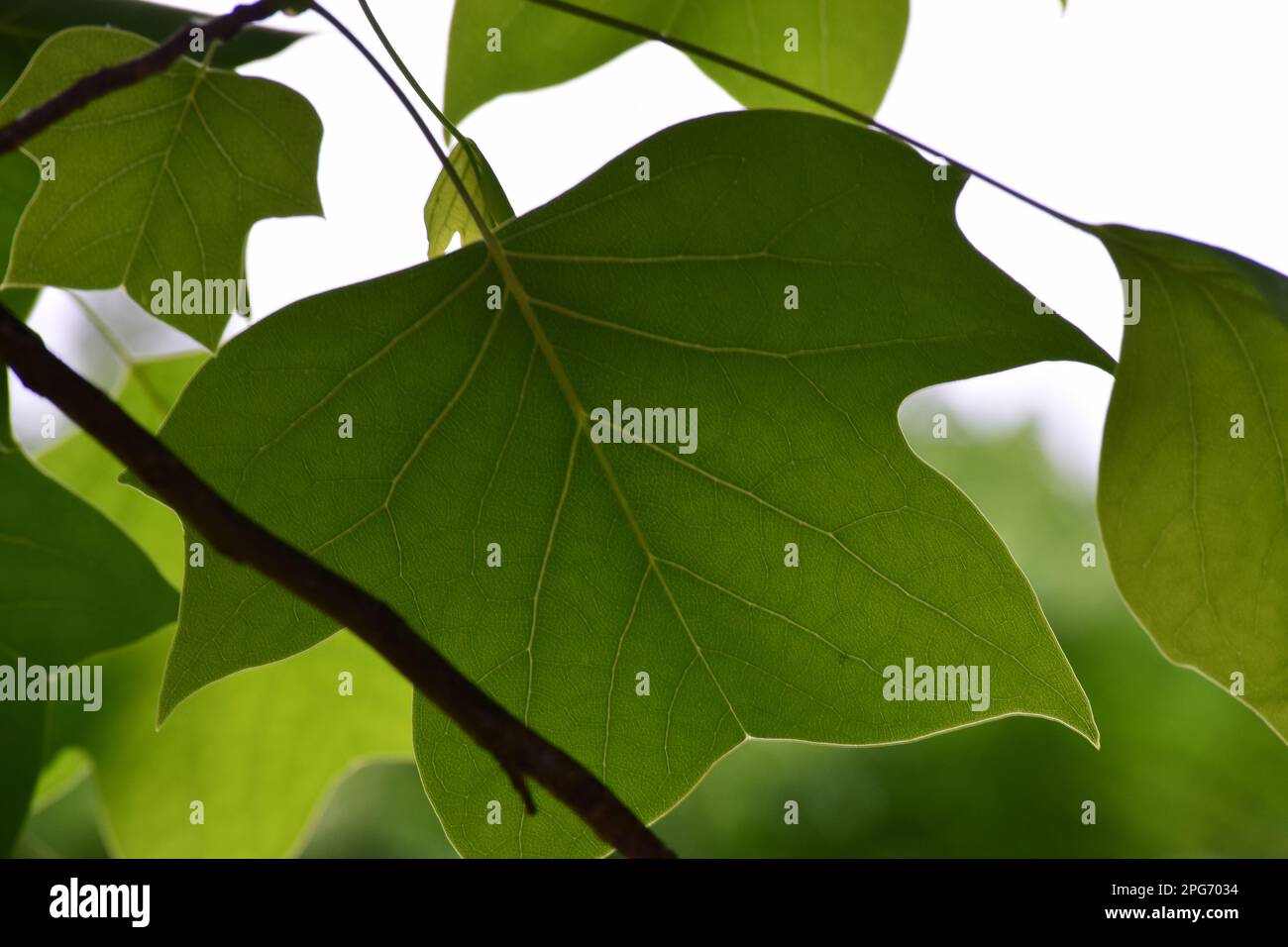 Leaf of Tulip Tree Stock Photo - Alamy