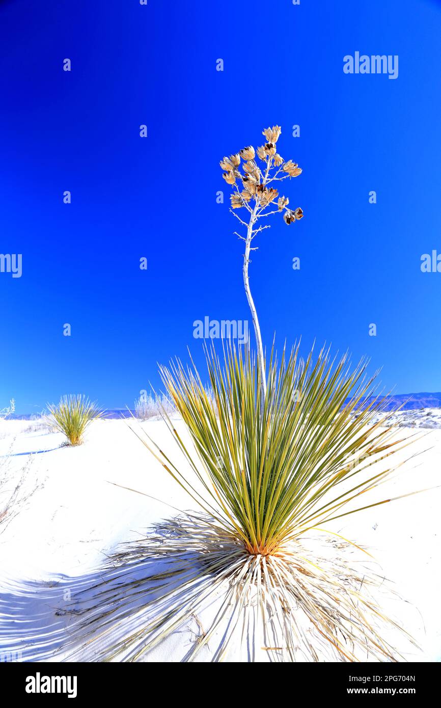 Yucca in the White Sand at White Sands National Park in New Mexico, USA ...