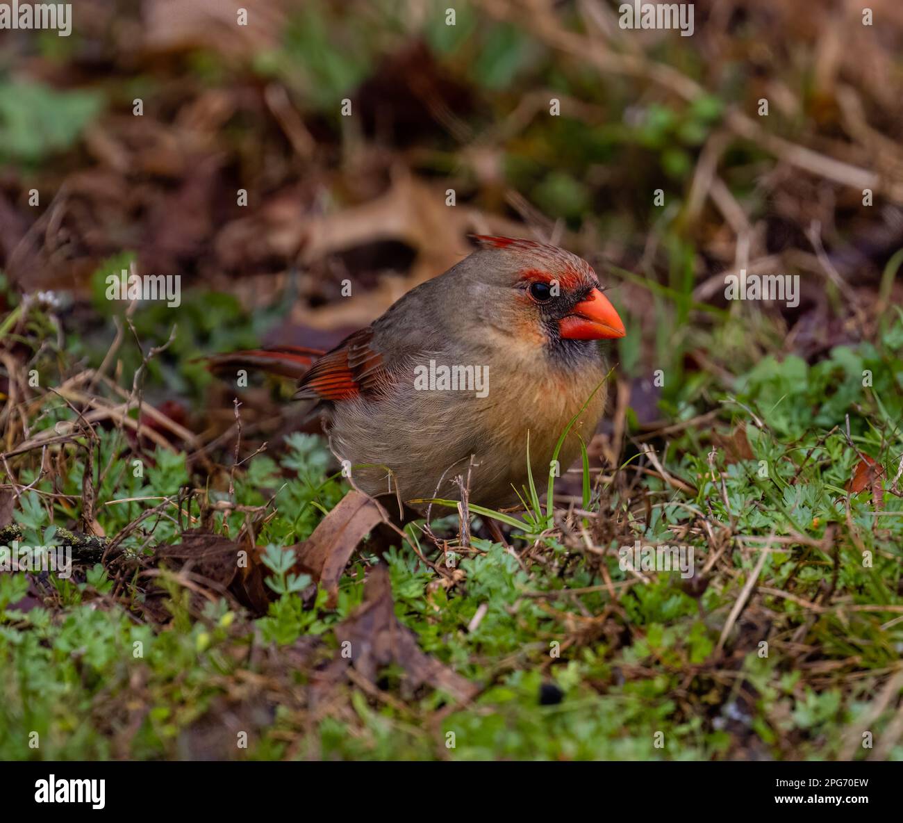 The Red Cardinal perched on the grass in an open field, staring at ...