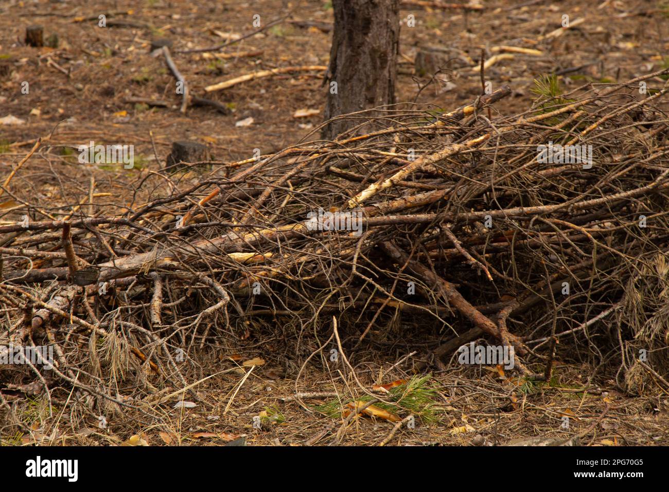 pile of sawn branches in spring forest Stock Photo - Alamy