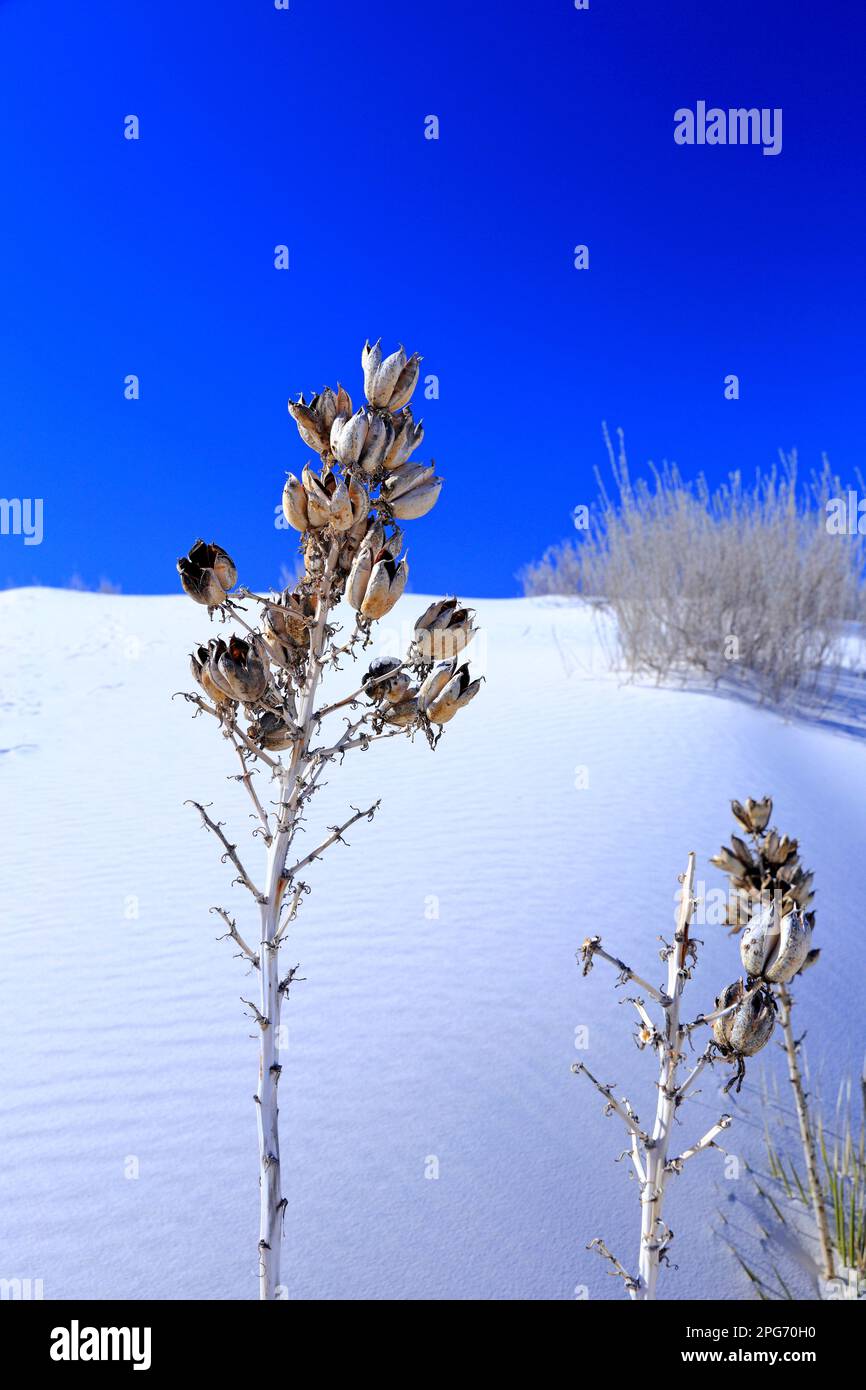 Yucca in the White Sand at White Sands National Park in New Mexico, USA ...