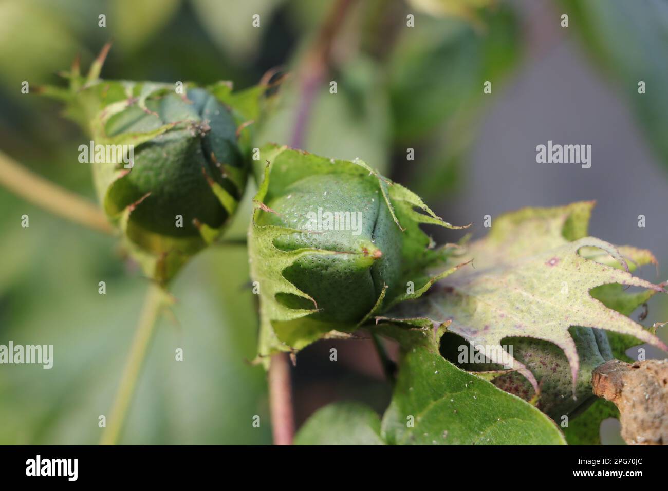 Cottonbolls hi-res stock photography and images - Alamy