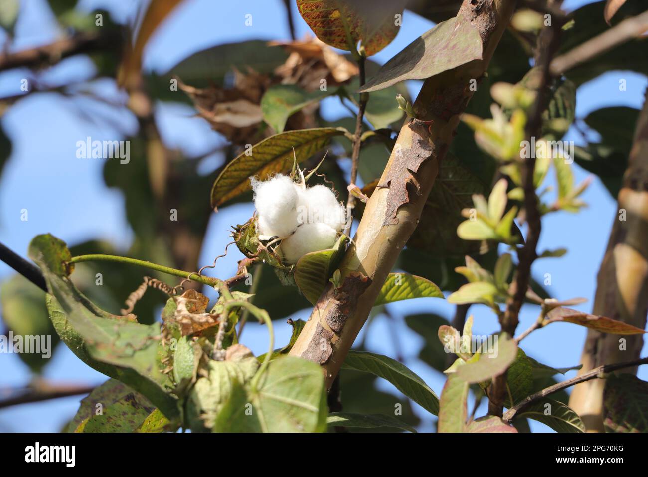 Cottonbolls hi-res stock photography and images - Alamy