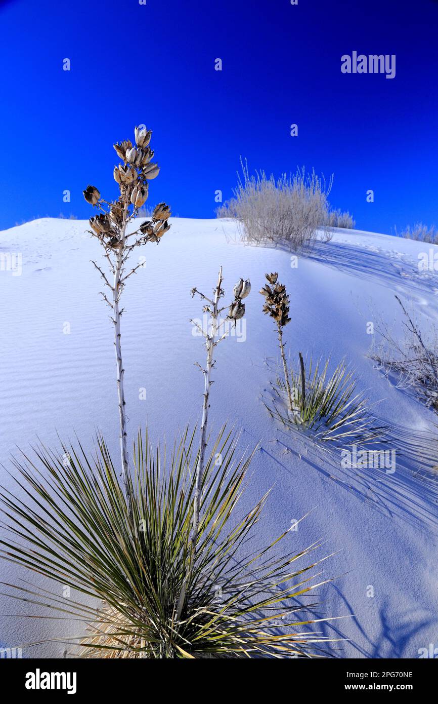 Yucca in the White Sand at White Sands National Park in New Mexico, USA ...