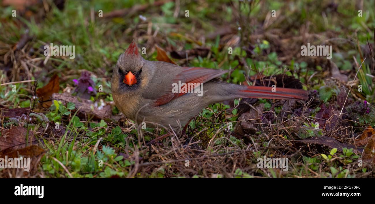 The Red Cardinal perched atop a patch of lush green grass in a tranquil ...