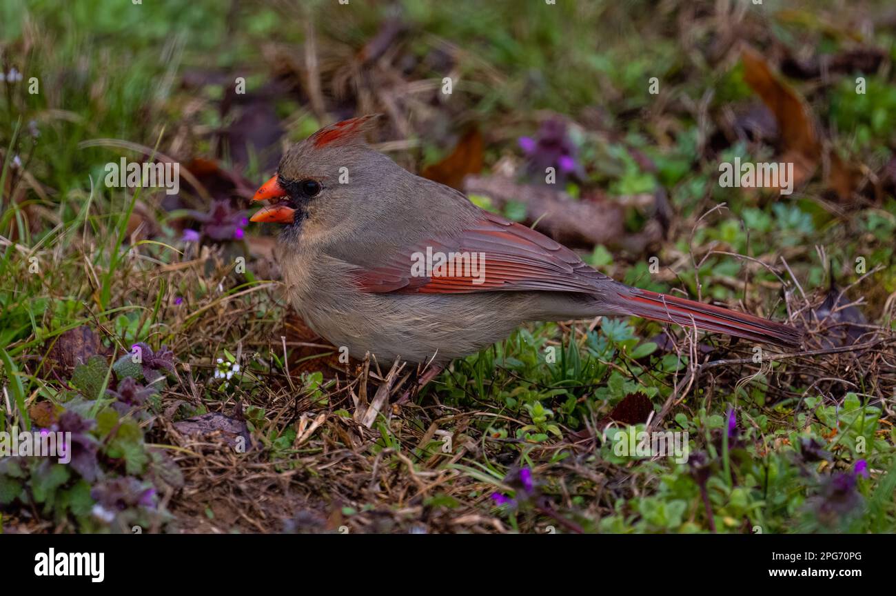 The Red Cardinal perched atop a grassy field, looking off into the ...