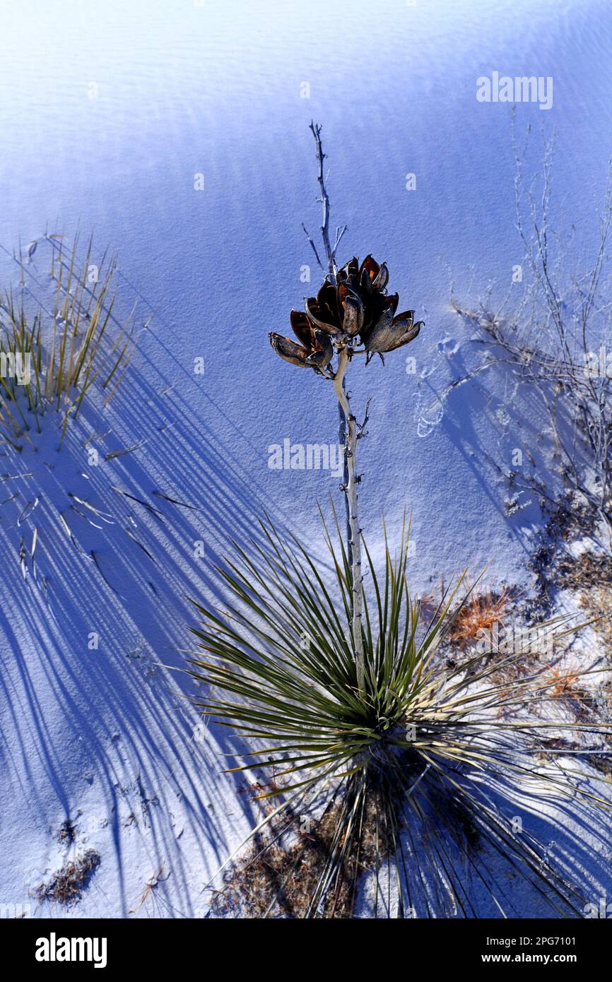 Yucca in the White Sand at White Sands National Park in New Mexico, USA ...