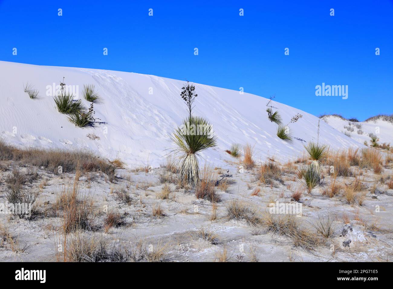 Yucca in the White Sand at White Sands National Park in New Mexico, USA ...