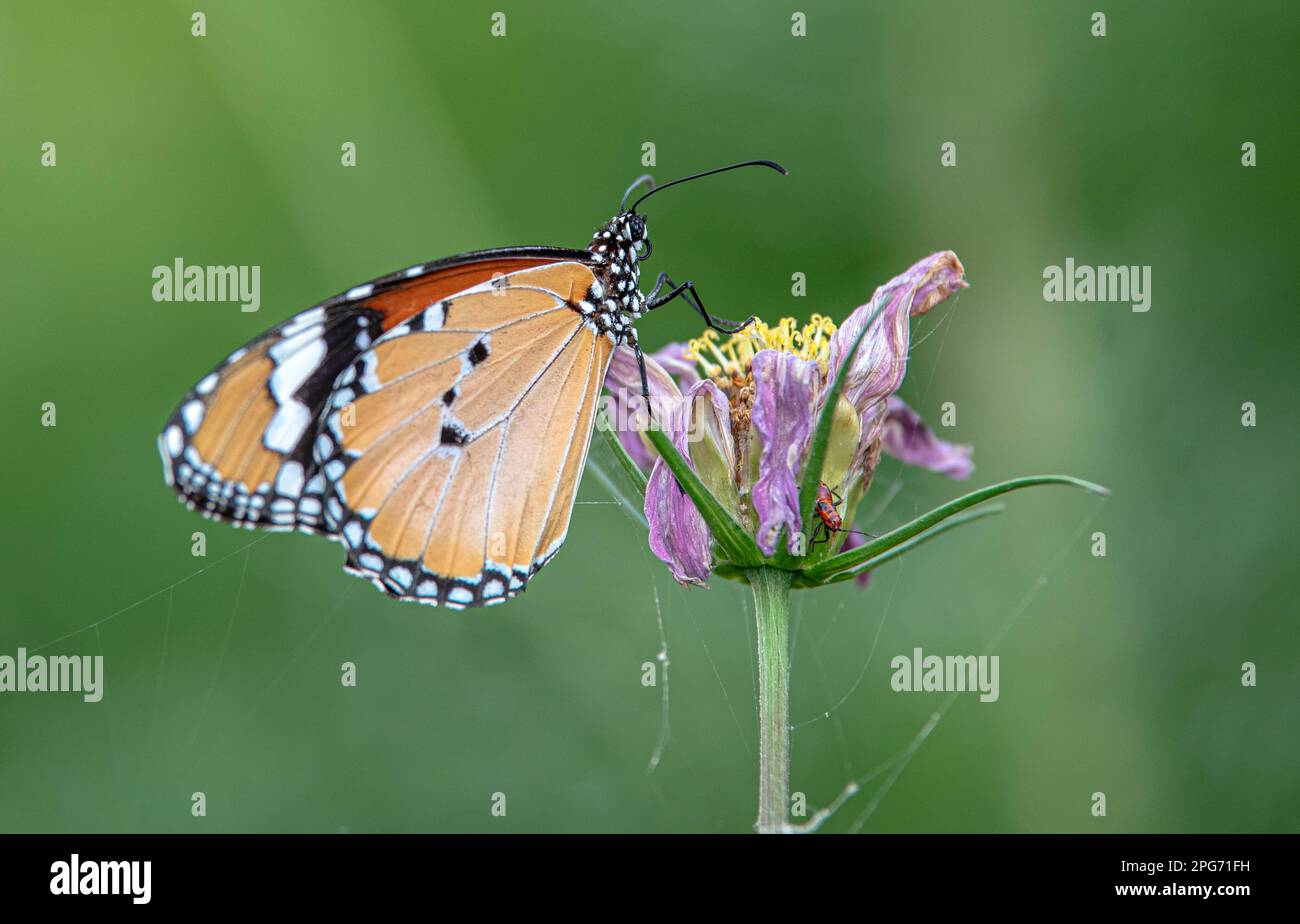 butterfly on the flower in blur background, Danaus chrysippus, also ...