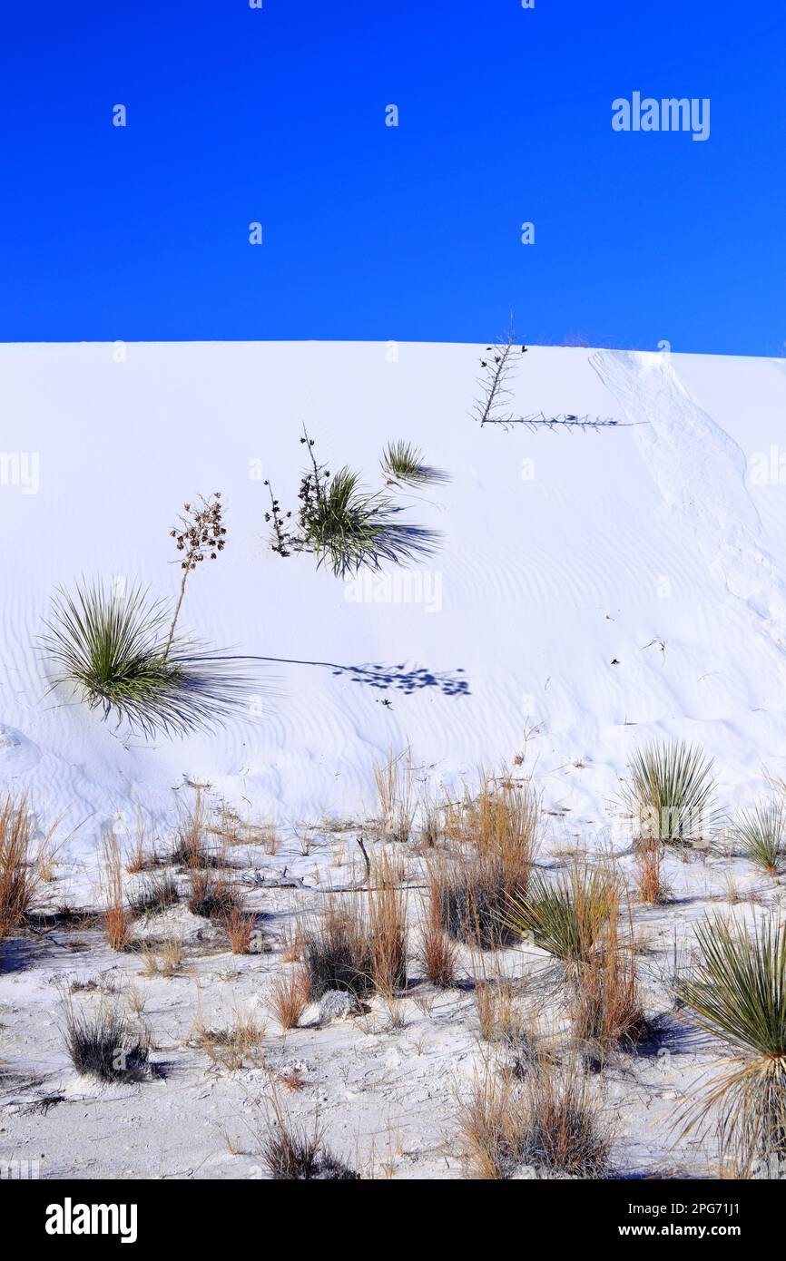 Yucca in the White Sand at White Sands National Park in New Mexico, USA ...
