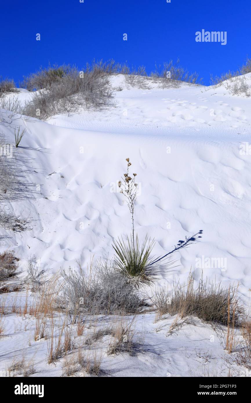 Yucca in the White Sand at White Sands National Park in New Mexico, USA ...