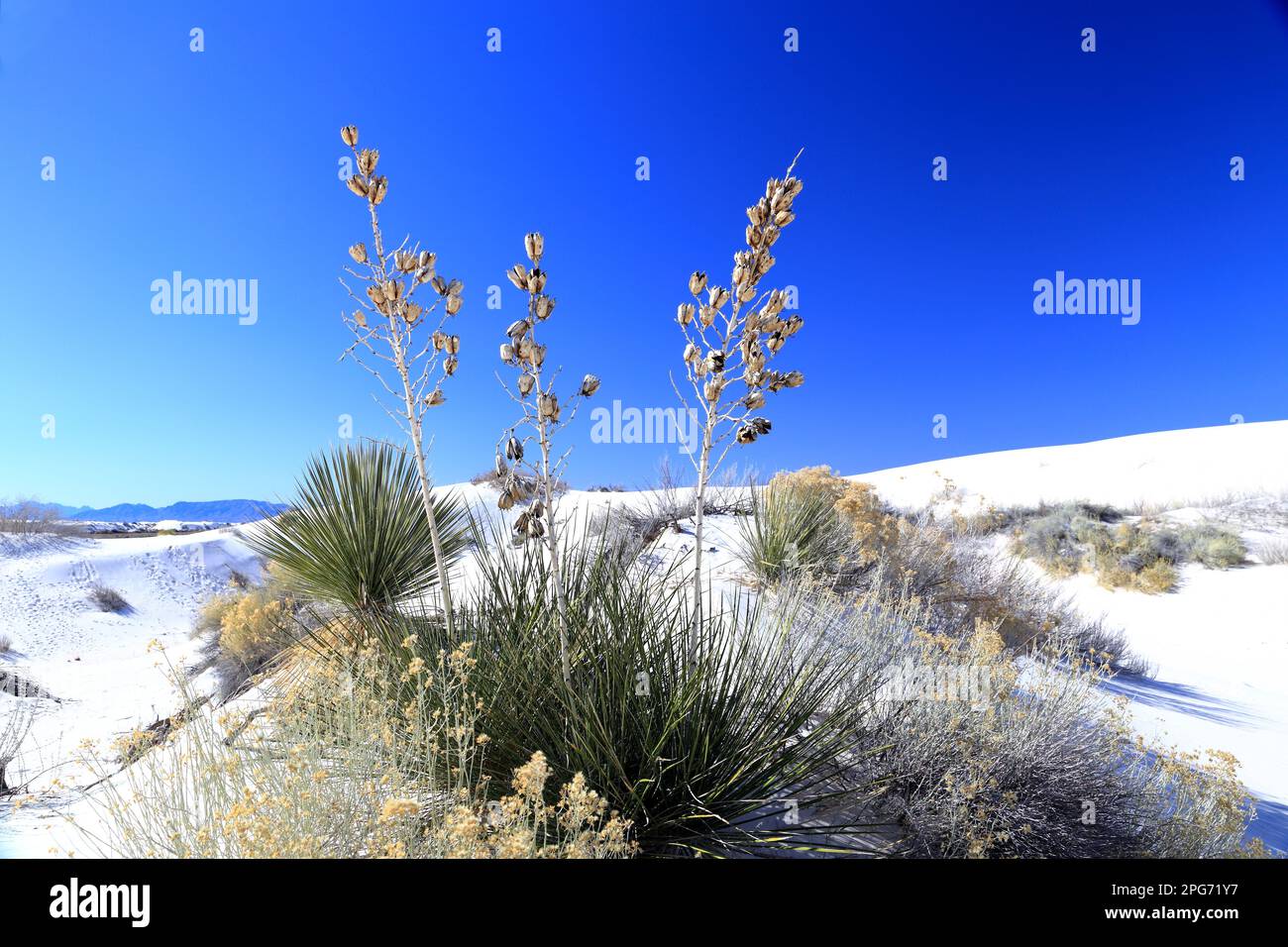 Yucca in the White Sand at White Sands National Park in New Mexico, USA ...