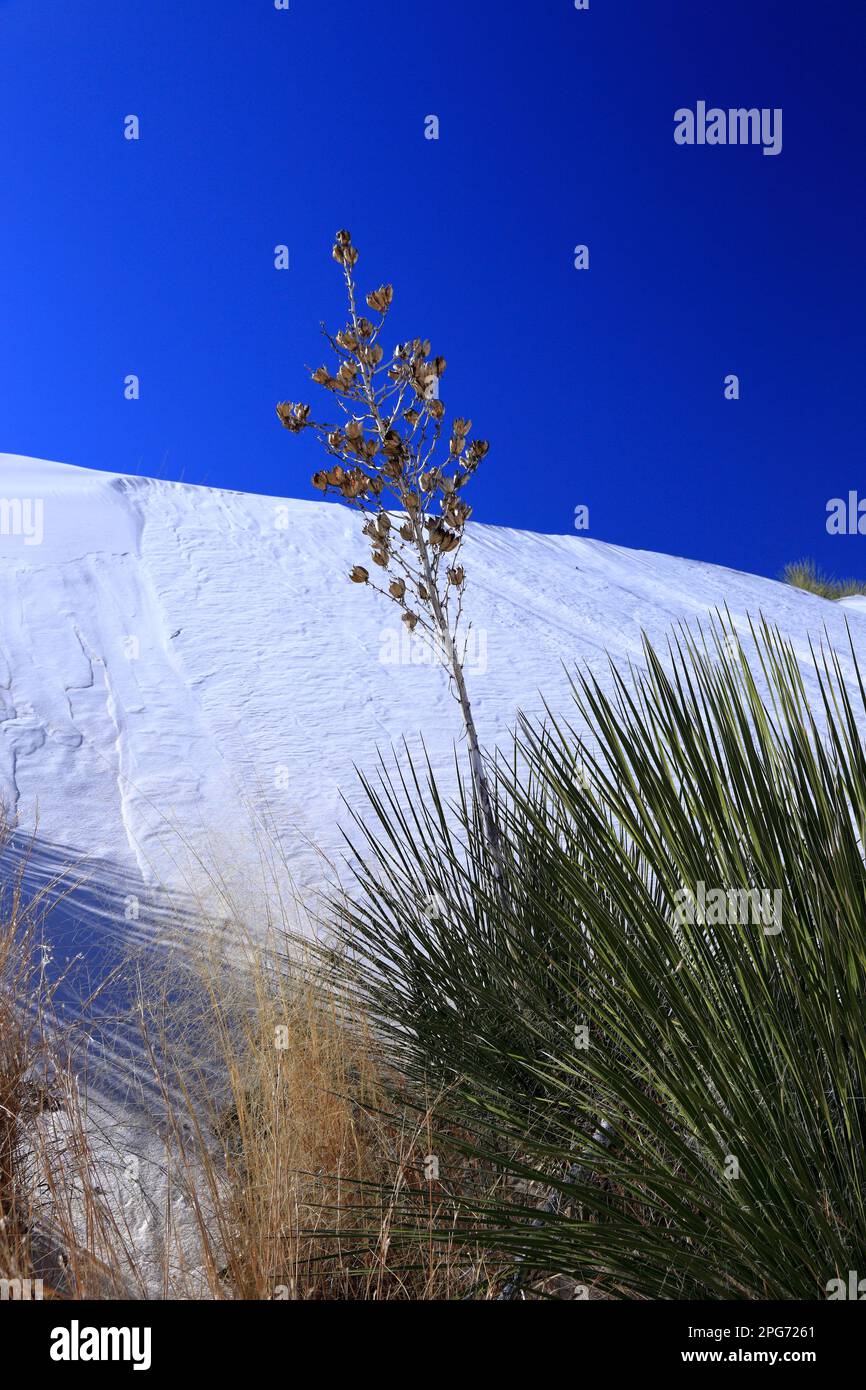 Yucca in the White Sand at White Sands National Park in New Mexico, USA ...