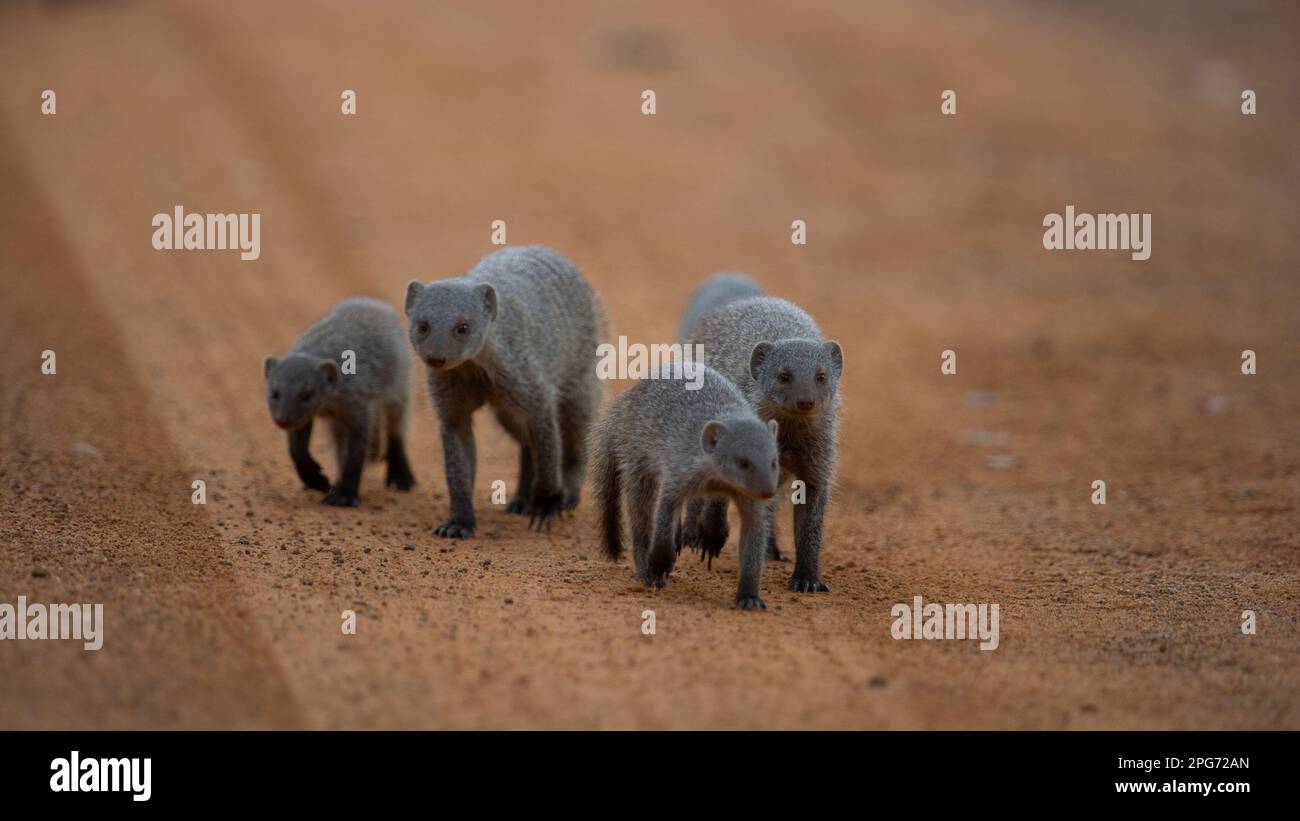 Banded mongoose ( Mungos mungo) Marakele National Park, South Africa ...
