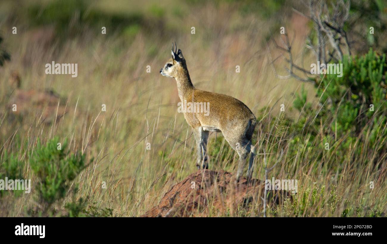 Klipspringer ( Oreotragus oreotragus) Marakele National Park, South ...