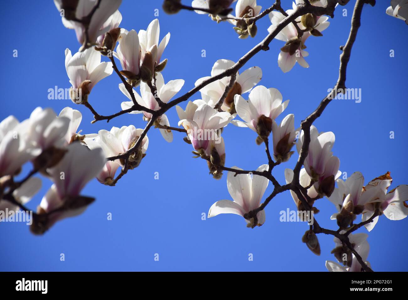 Yulan magnolia flowers enter the best viewing season at the Summer ...