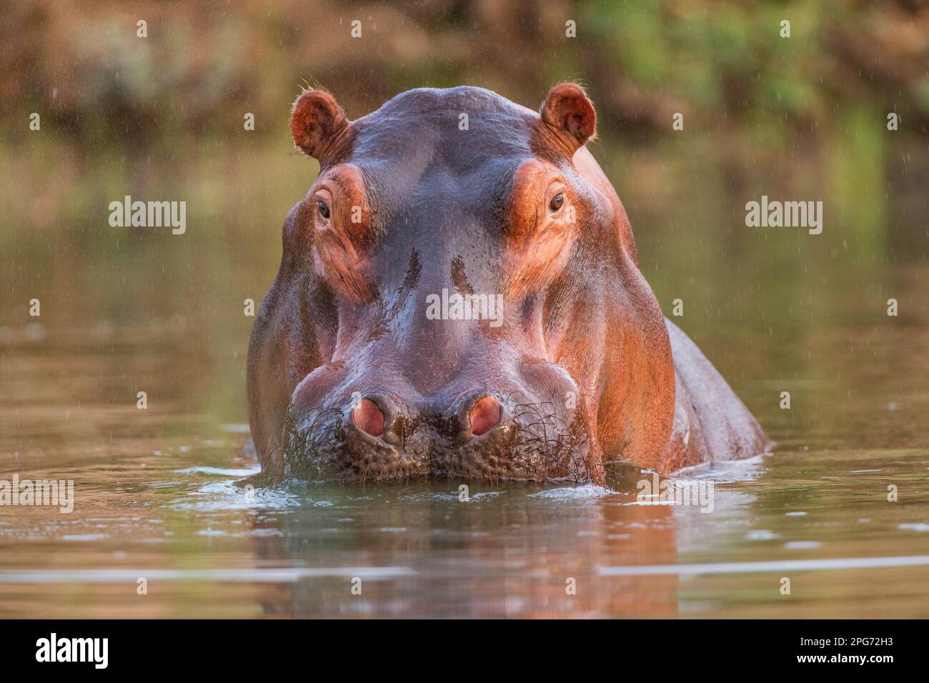Portrait aggressive hippopotamus amphibius hi-res stock photography and ...