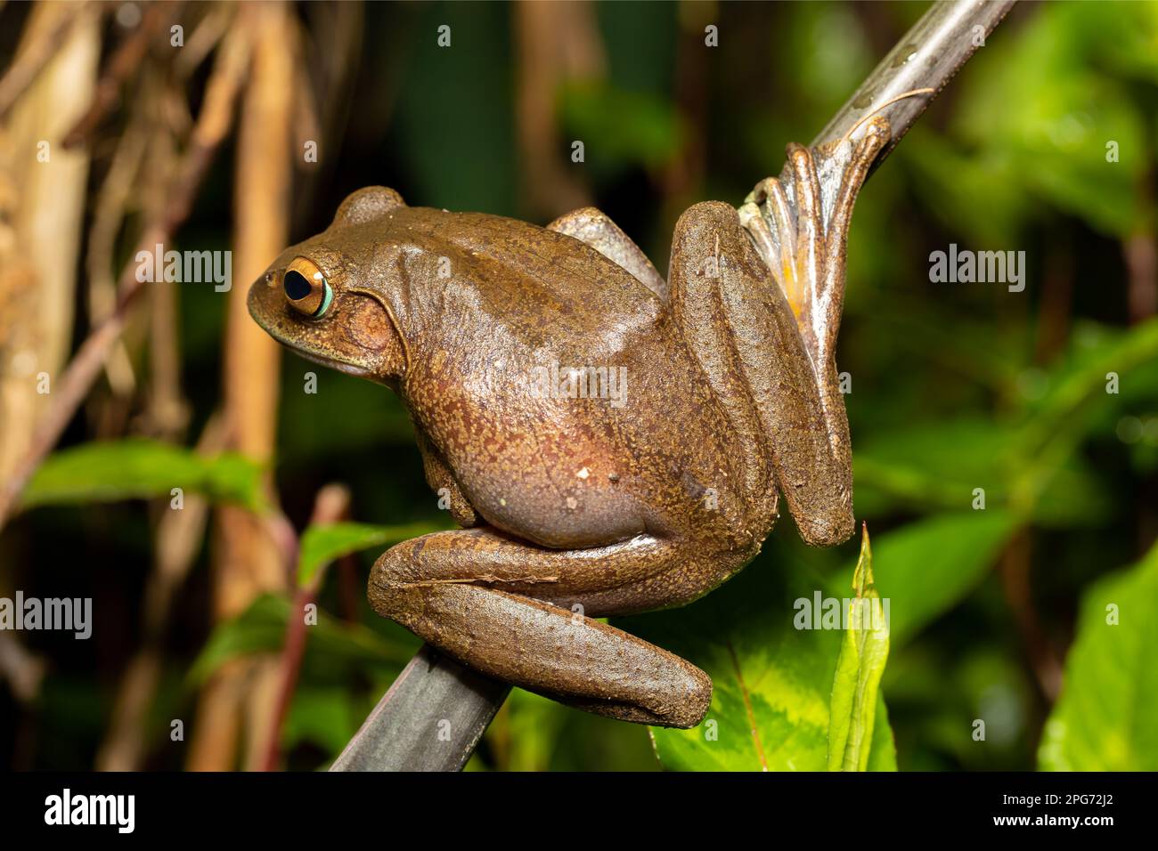 Madagascan Treefrog, Boophis madagascariensis,, endemic species of frog ...