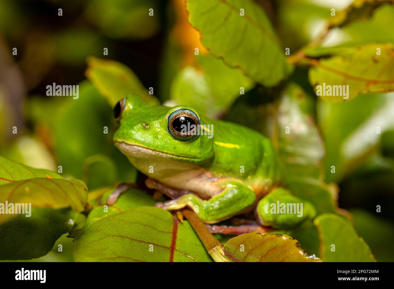 Boophis occidentalis, species of endemic beautiful green tree frog in ...