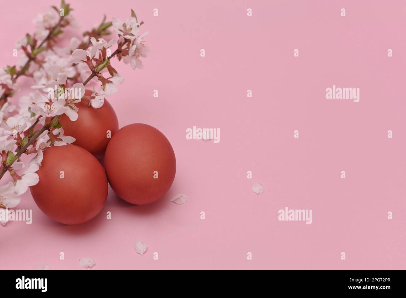 easter composition. easter decor painted eggs with branches of cherry ...