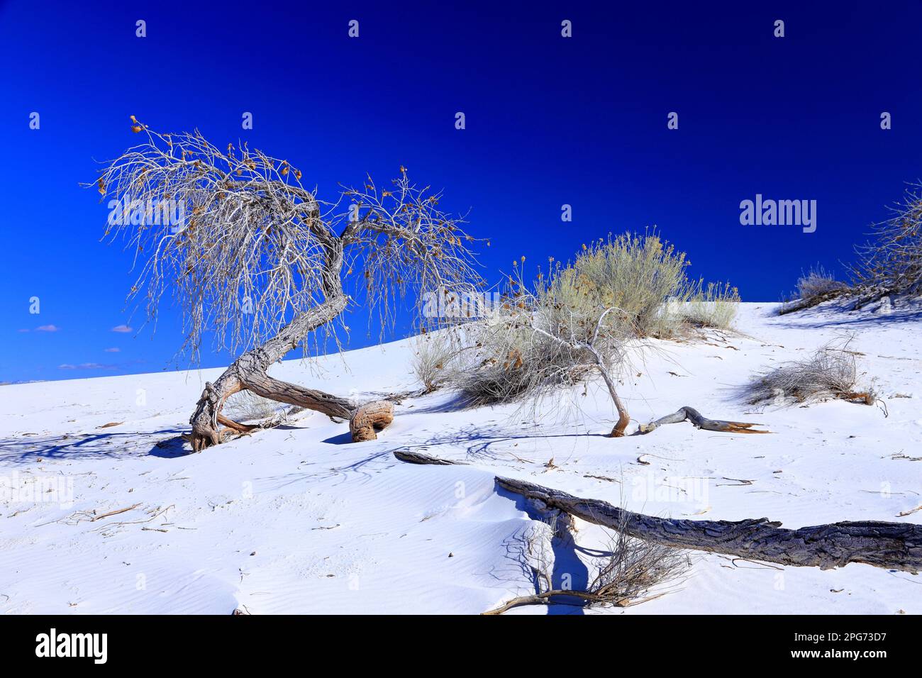 Tree (Rio Grande Cottonwood) at the White Sands National Park in New ...