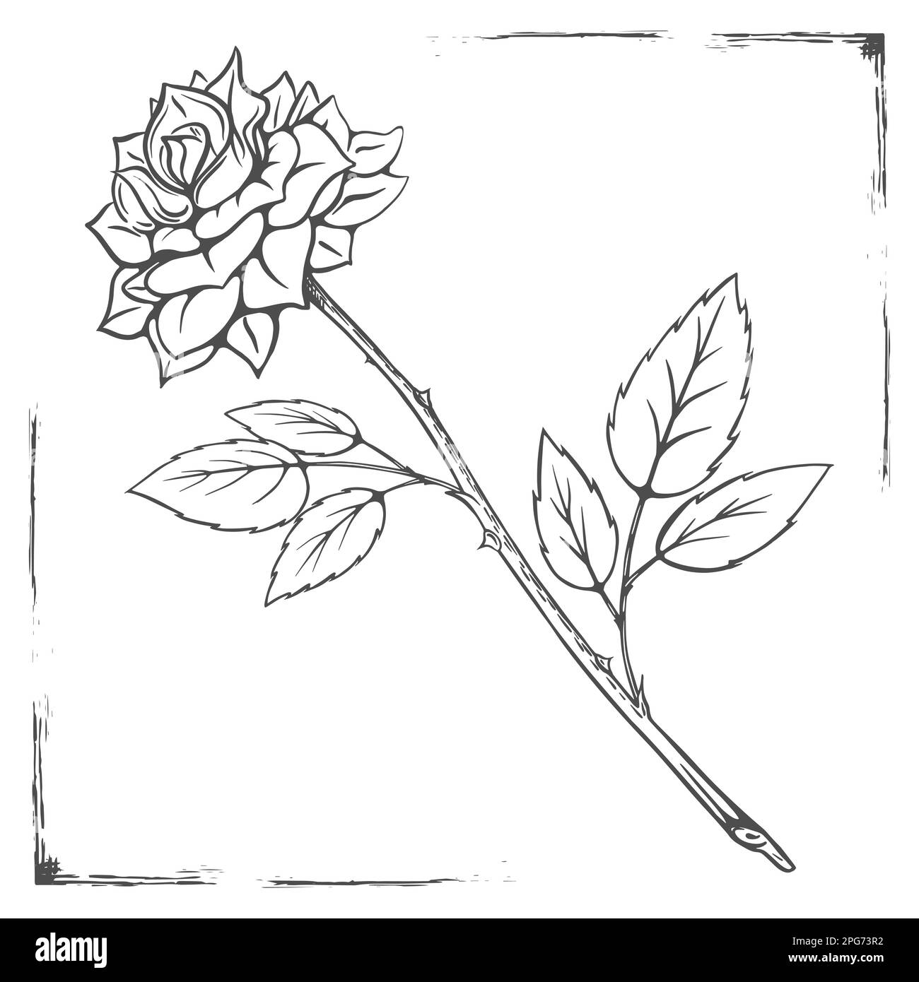 Rose sketch with retro frame hand drawn. Decorative elements for tattoo ...