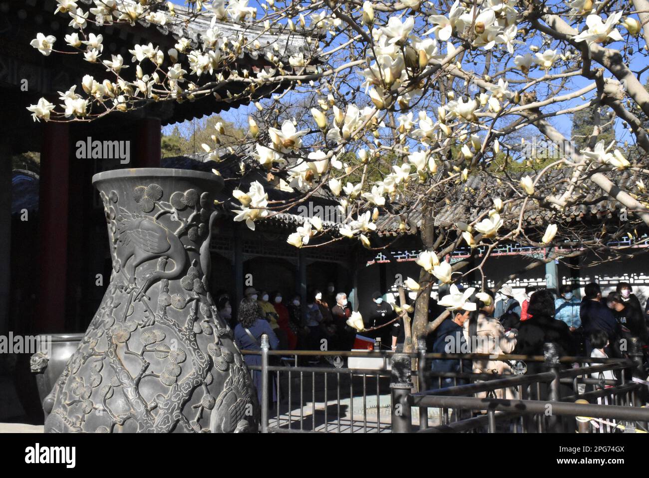 Yulan magnolia flowers enter the best viewing season at the Summer ...