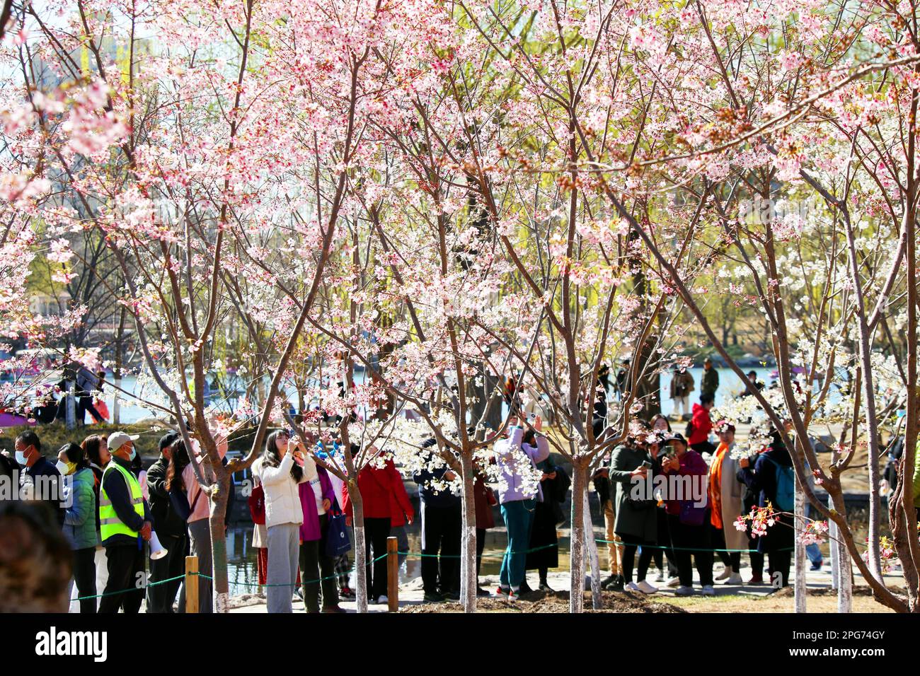 Tourists enjoy the cherry blossoms in Yuyuantan Park in Beijing, China ...
