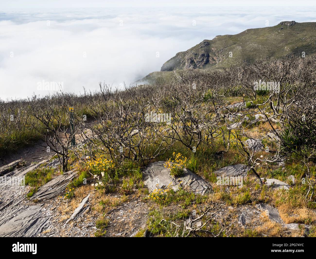 Bluff Knoll Track on the plateau above the clouds, Stirling Ranges ...