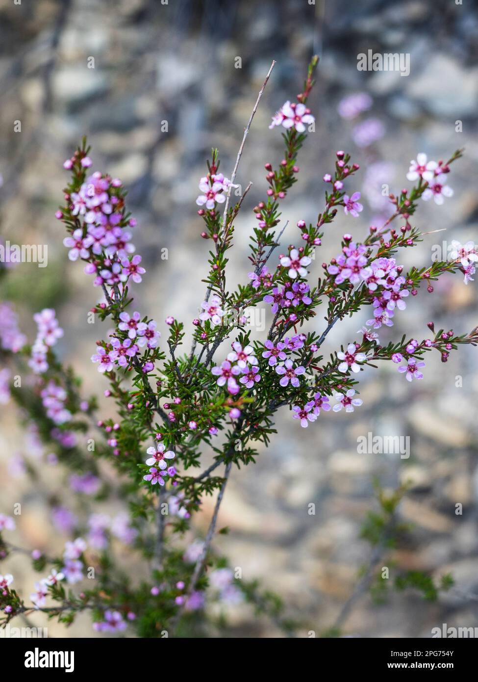 Astartea montana, Bluff Knoll, Stirling Ranges National Park, Western ...