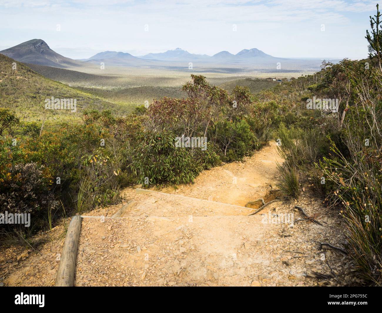 Wildflowers line the climb up Bluff Knoll with the peaks of the ...