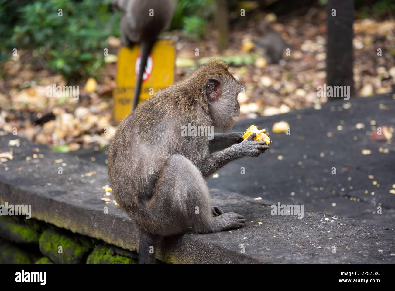 Group of wild monkeys in tropical rainforest in Asia Stock Photo - Alamy