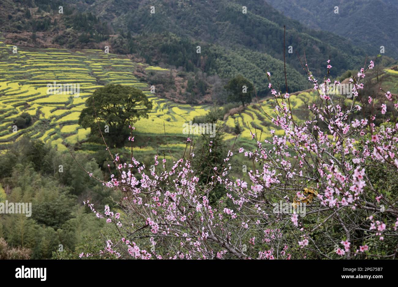 Cole flowers enter the best viewing season, attracting people to enjoy ...