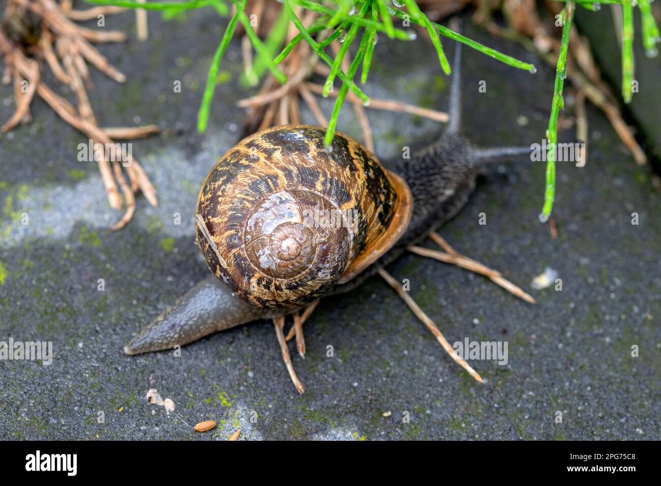 Shell Garden Snail At Amsterdam The Netherlands 26-7-2022 Stock Photo ...